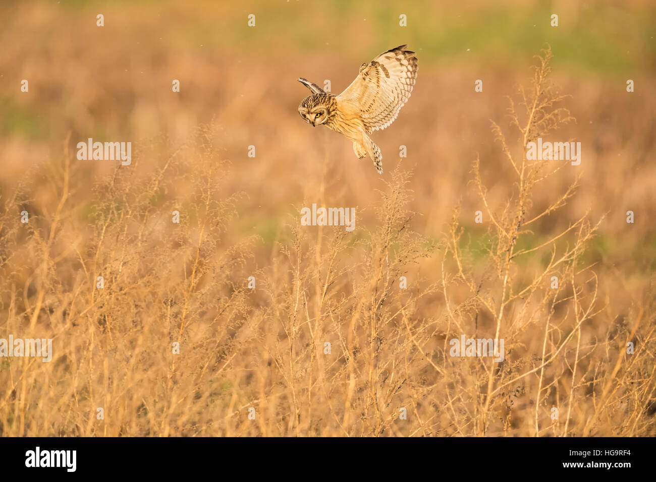 Flying hunting hi-res stock photography and images - Alamy