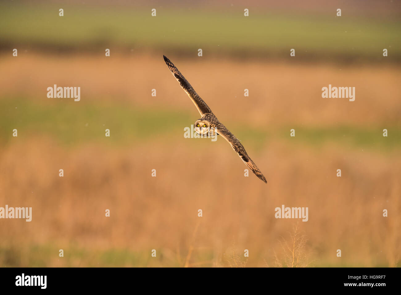 Flying hunting hi-res stock photography and images - Alamy