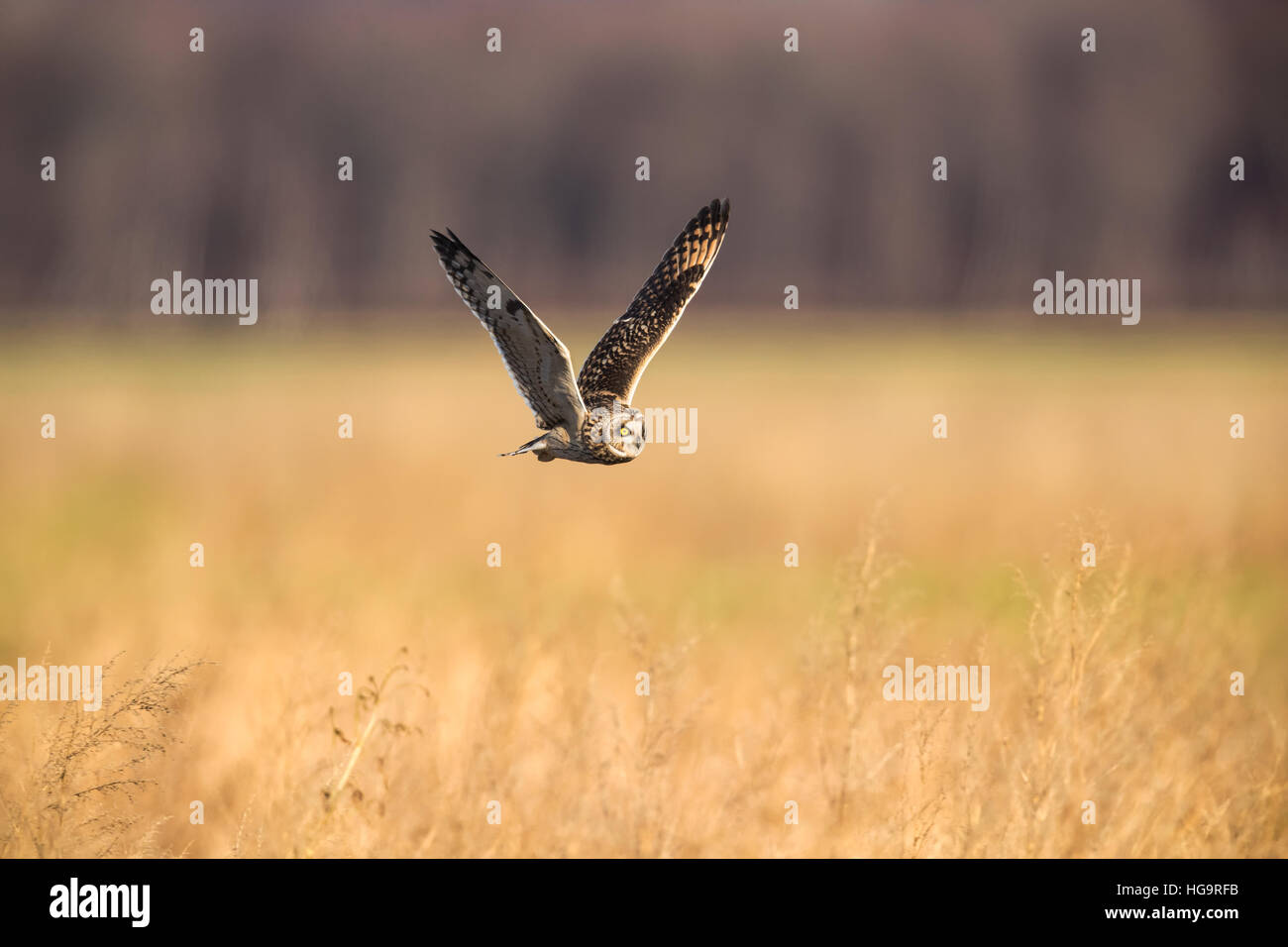Short-eared Owl flying / hunting over the overgrown fields Stock Photo ...