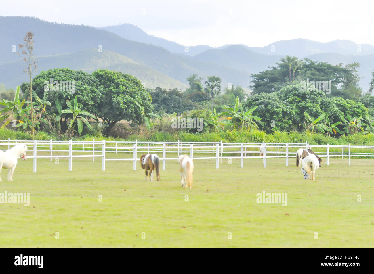 horses or pony on the farm Stock Photo - Alamy