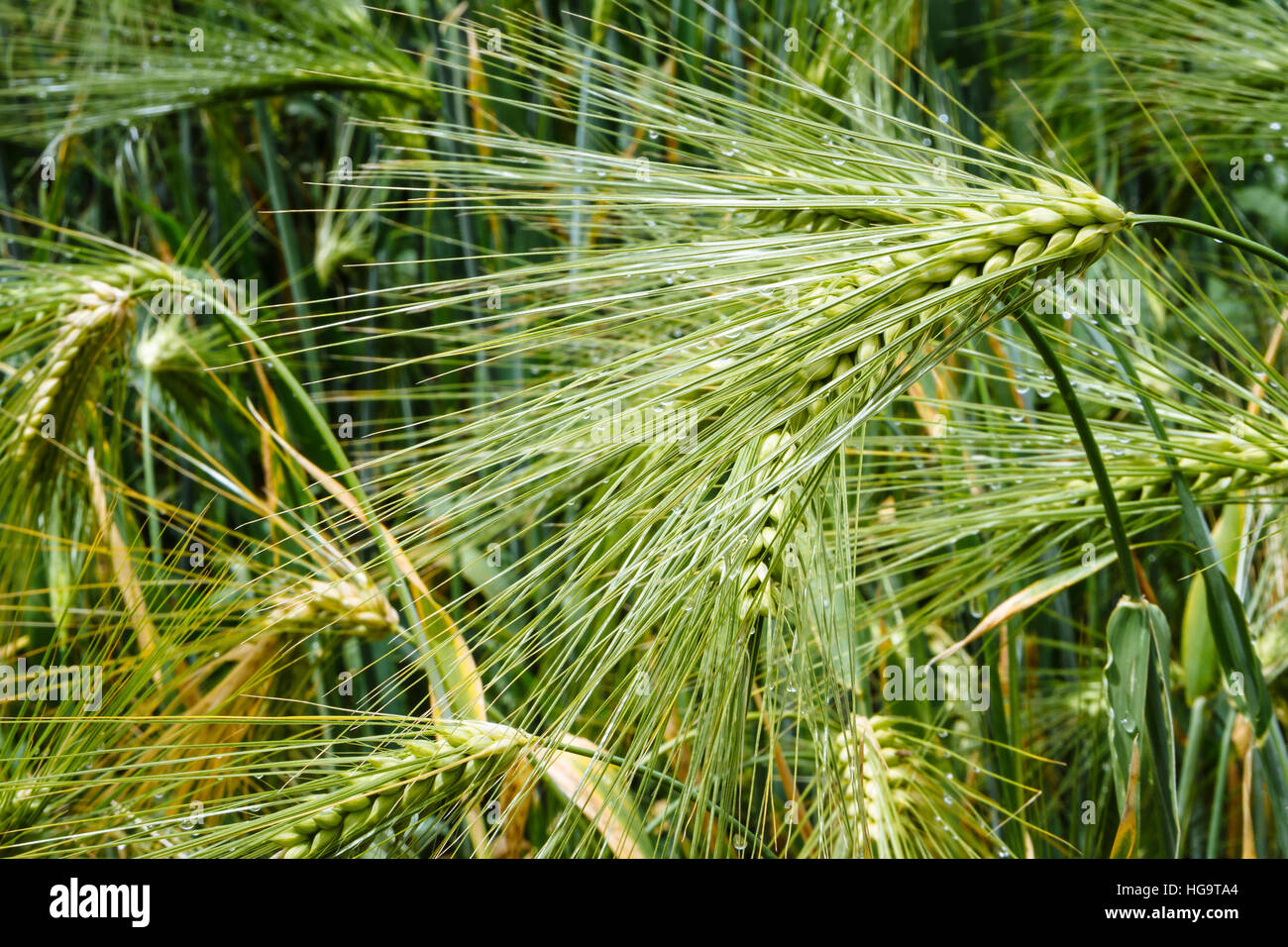 Barley plant hi-res stock photography and images - Alamy