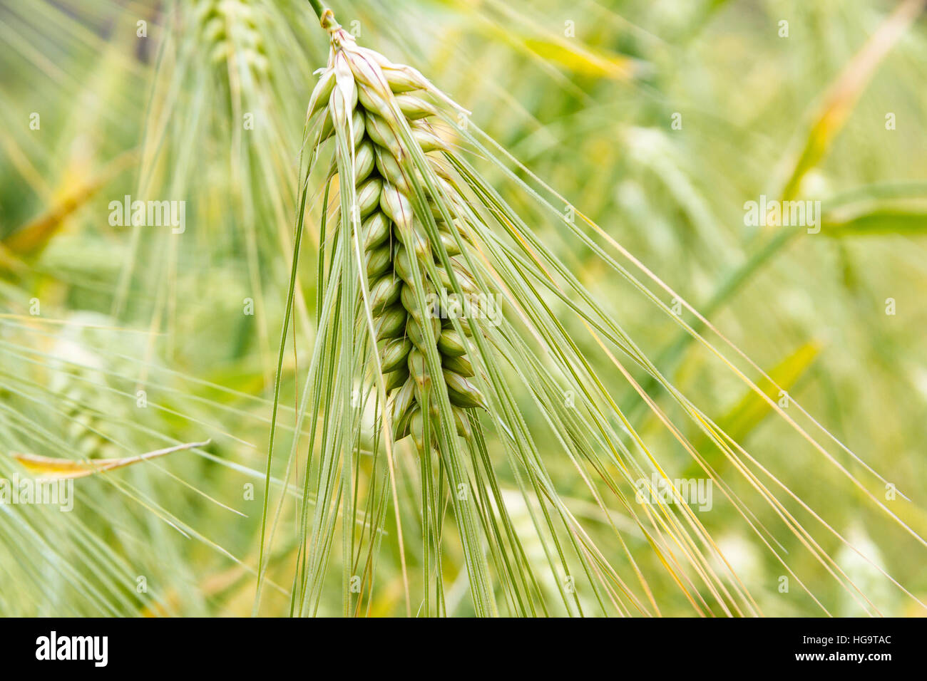 Barley plant hi-res stock photography and images - Alamy
