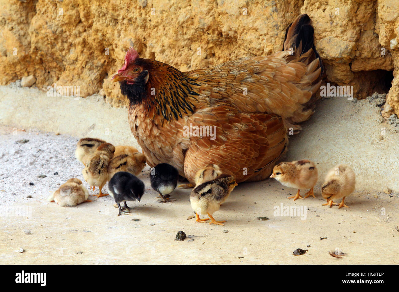 Mother hen and chicks hi-res stock photography and images - Alamy