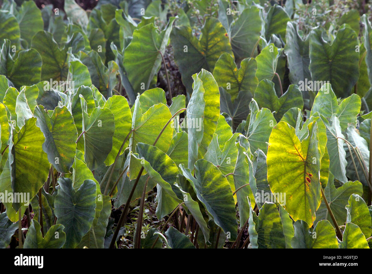 Patterns of leaves Stock Photo - Alamy