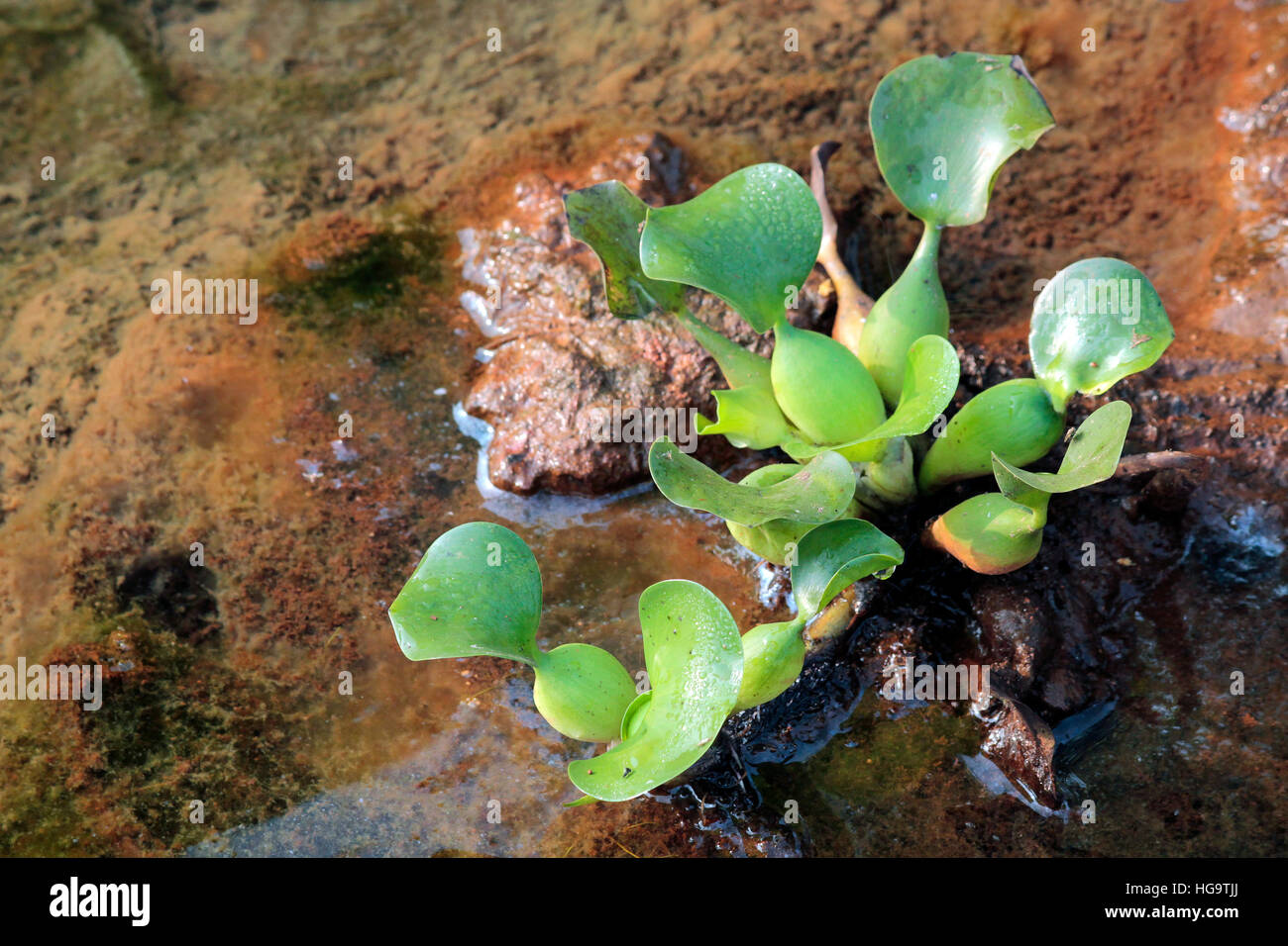 Floating aquatic plants hi-res stock photography and images - Alamy