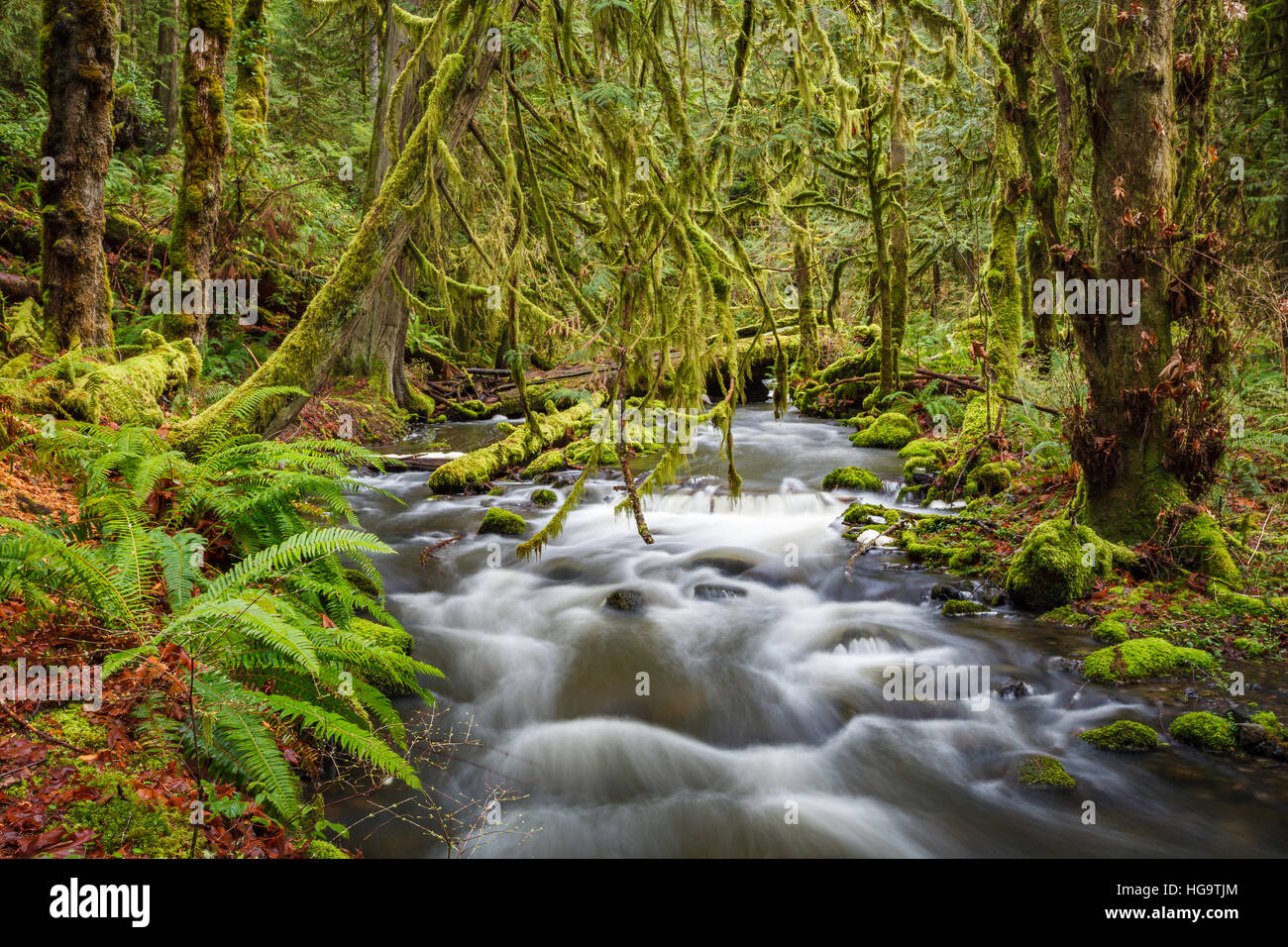 Photographed in Gowlland Tod Provincial Park, near Victoria, British ...