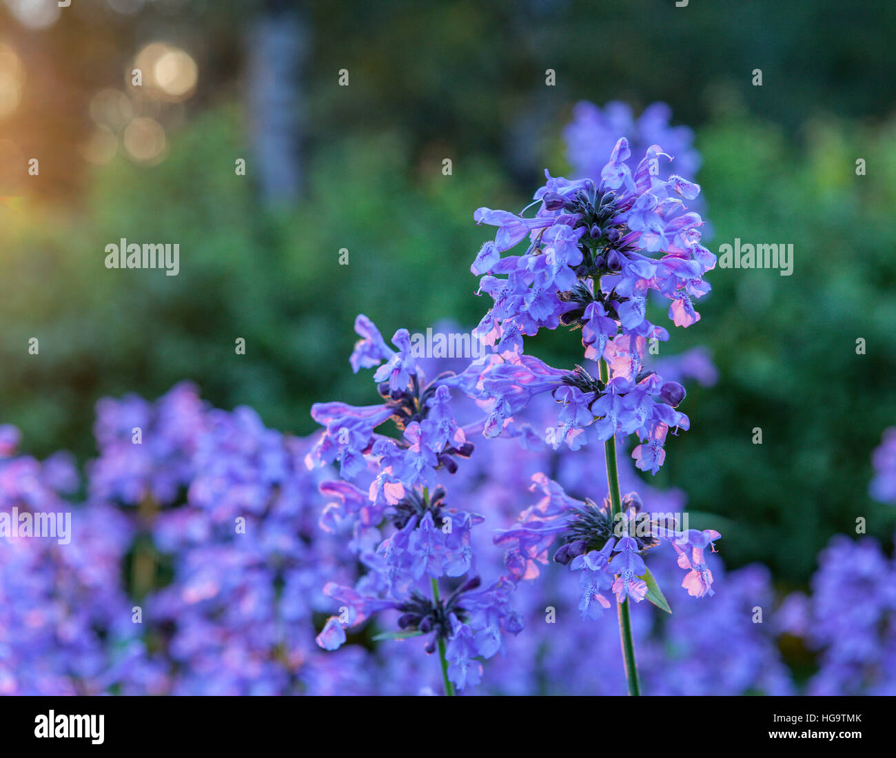 Purple flowers in closeup, macro and backlight. Common flower in the ...