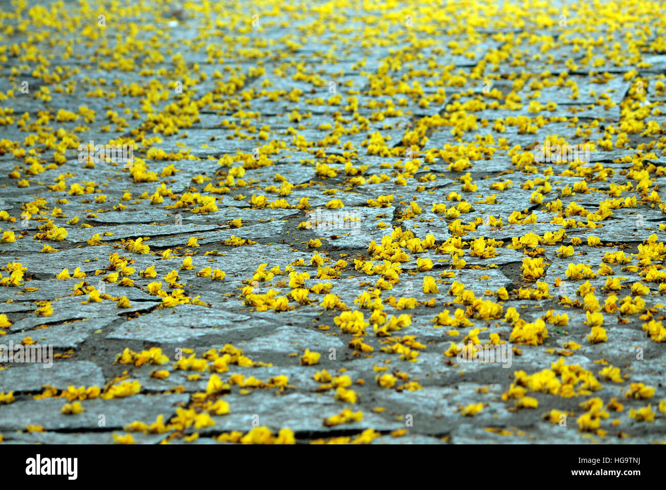 Stone pavement, corridor, flowers Stock Photo - Alamy