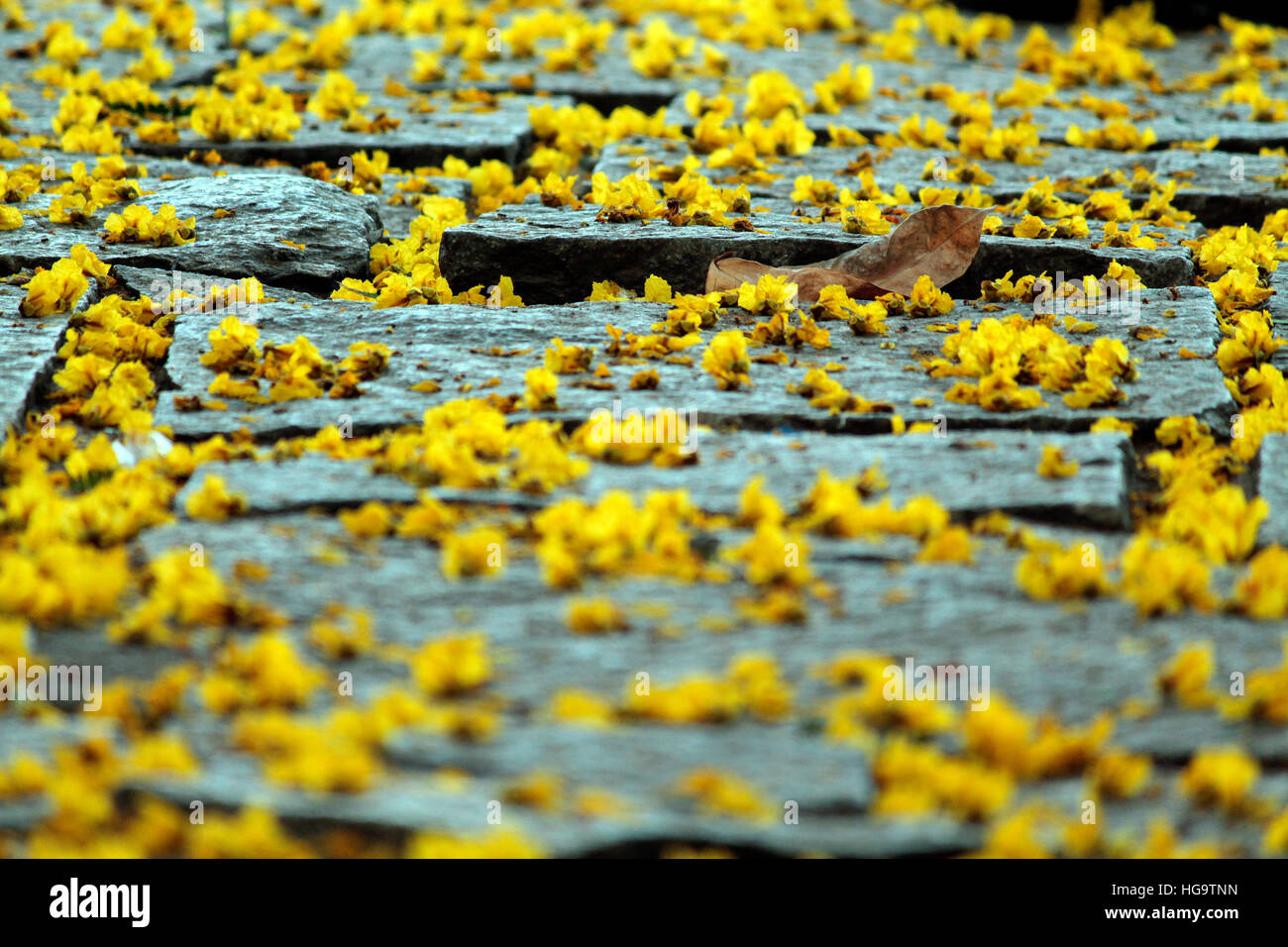 Stone pavement, corridor, flowers Stock Photo - Alamy