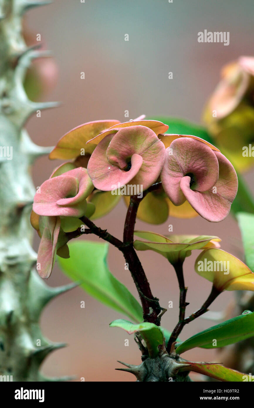 Sand cactus hi-res stock photography and images - Alamy