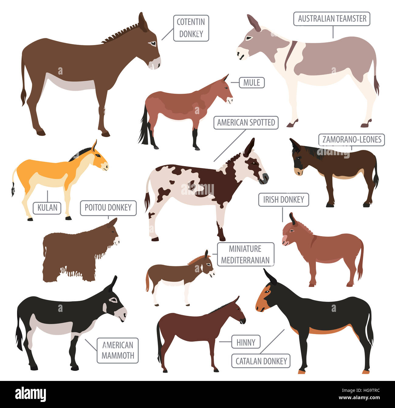 Donkey breeds icon set. Animal farming. Flat design. Vector ...