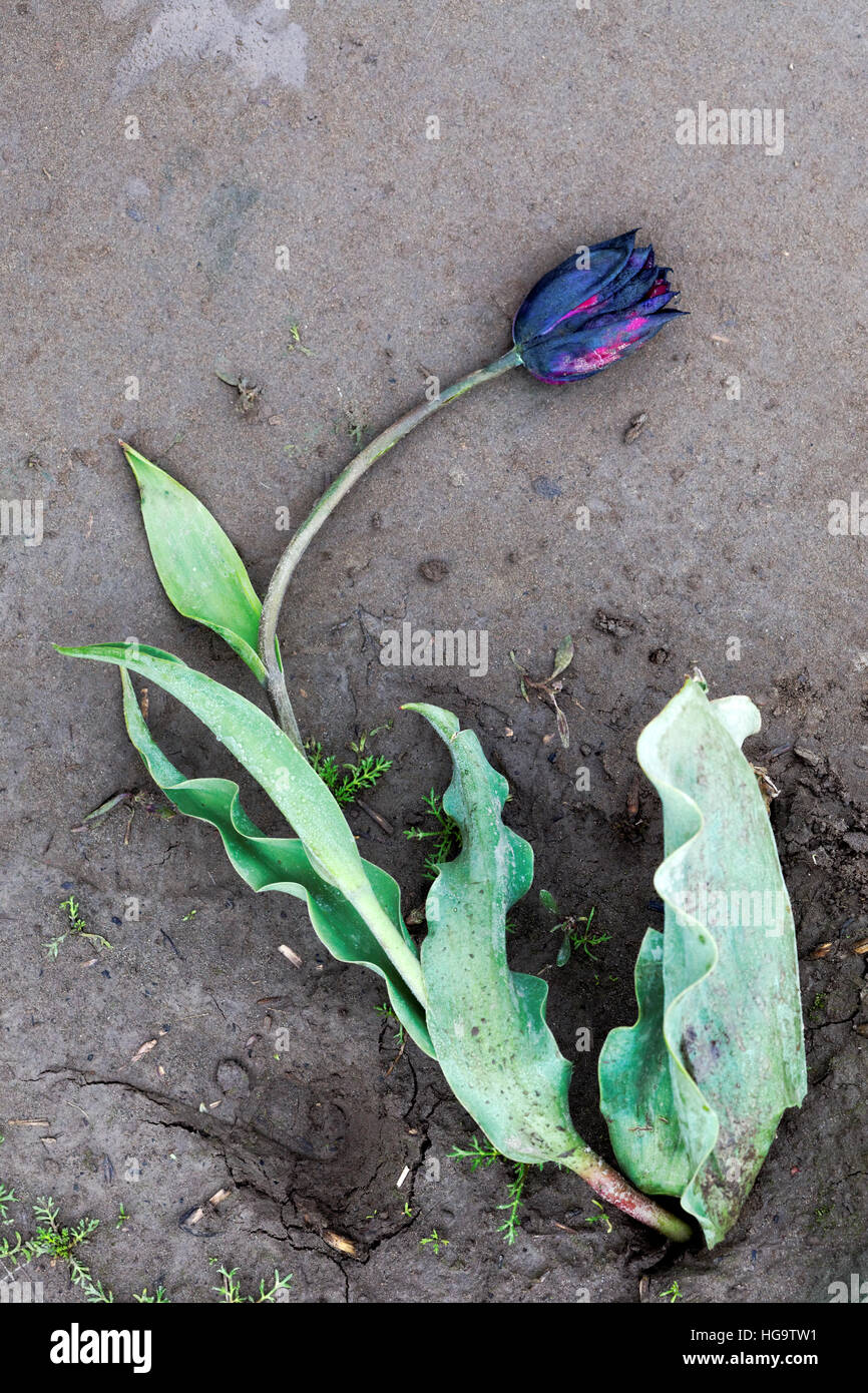 Decaying flower hi-res stock photography and images - Alamy