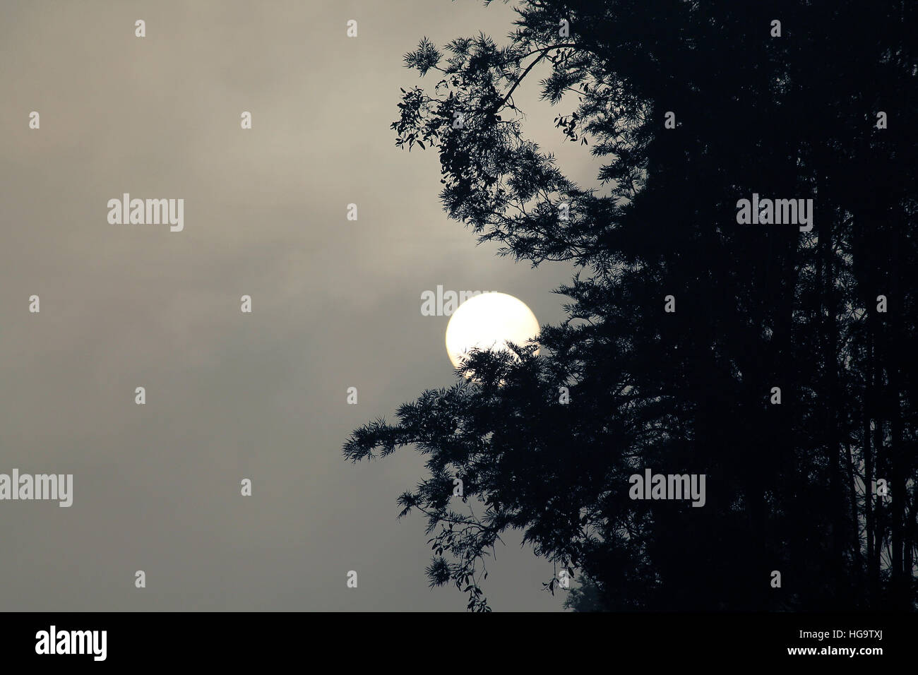 Forest landscape full oxygen life hi-res stock photography and images ...