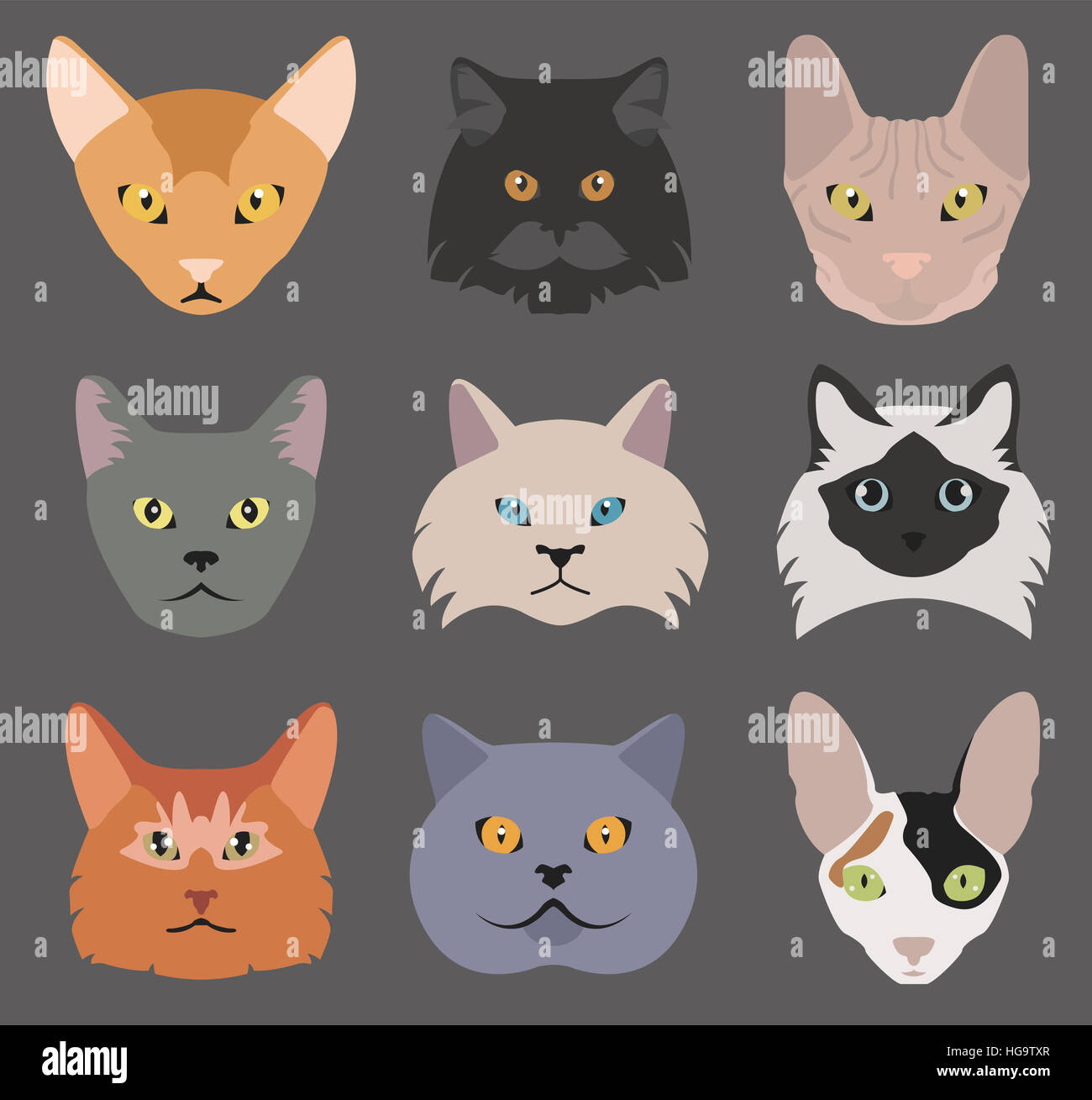 Cat breeds icon set flat style. Vector illustration Stock Photo - Alamy