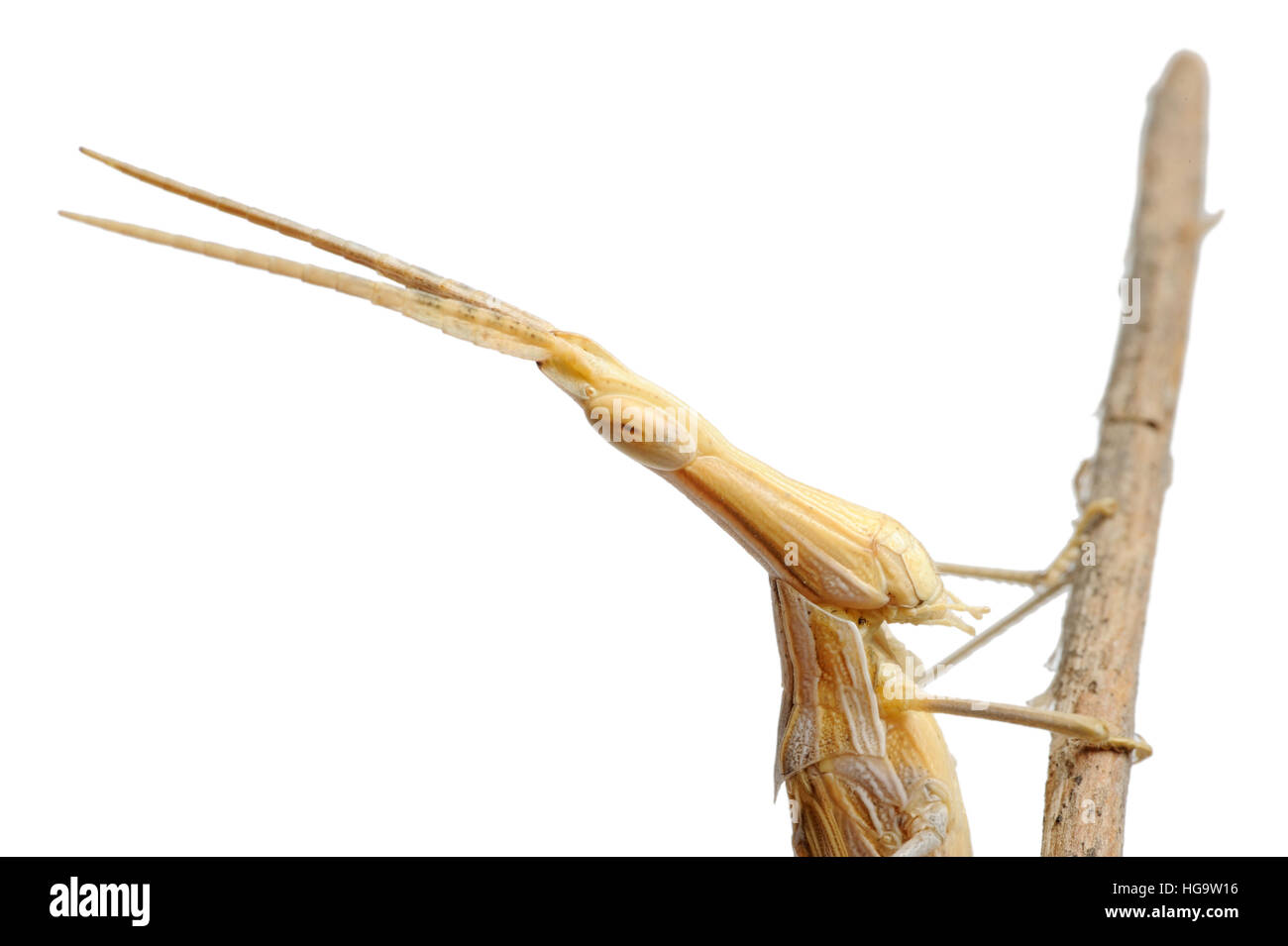 Middle east insect Cut Out Stock Images & Pictures - Alamy