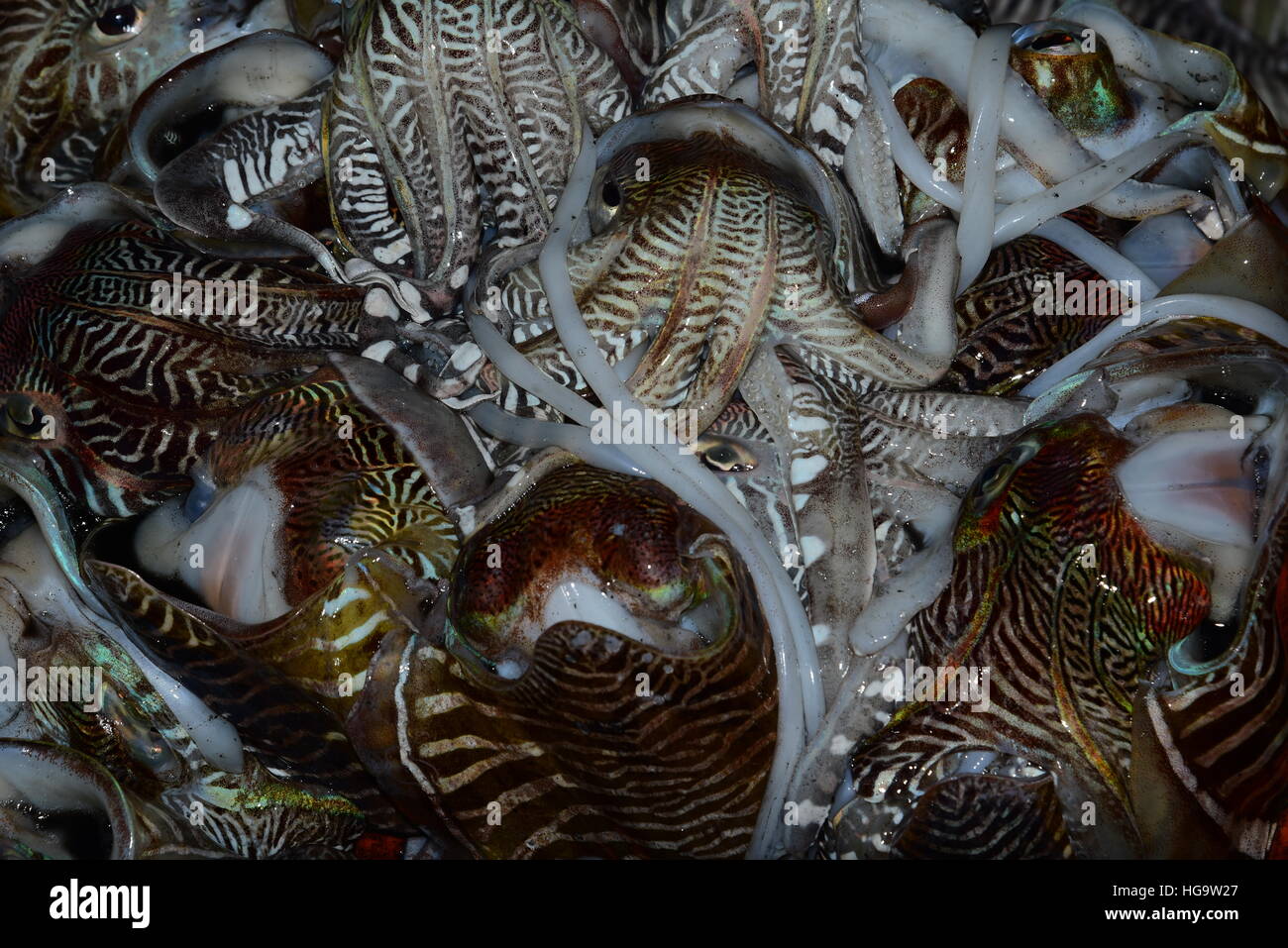 Squid fisherman hi-res stock photography and images - Alamy