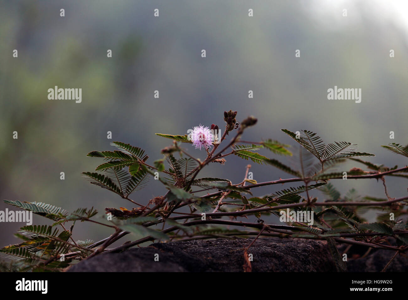Mimosa pudica touch not flower hi-res stock photography and images - Alamy