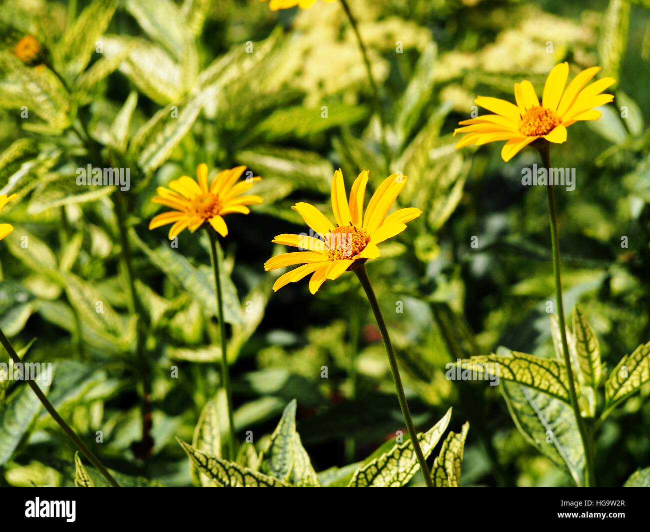 Variegated leaves and yellow flowers - False sunflower, rough oxeye ...