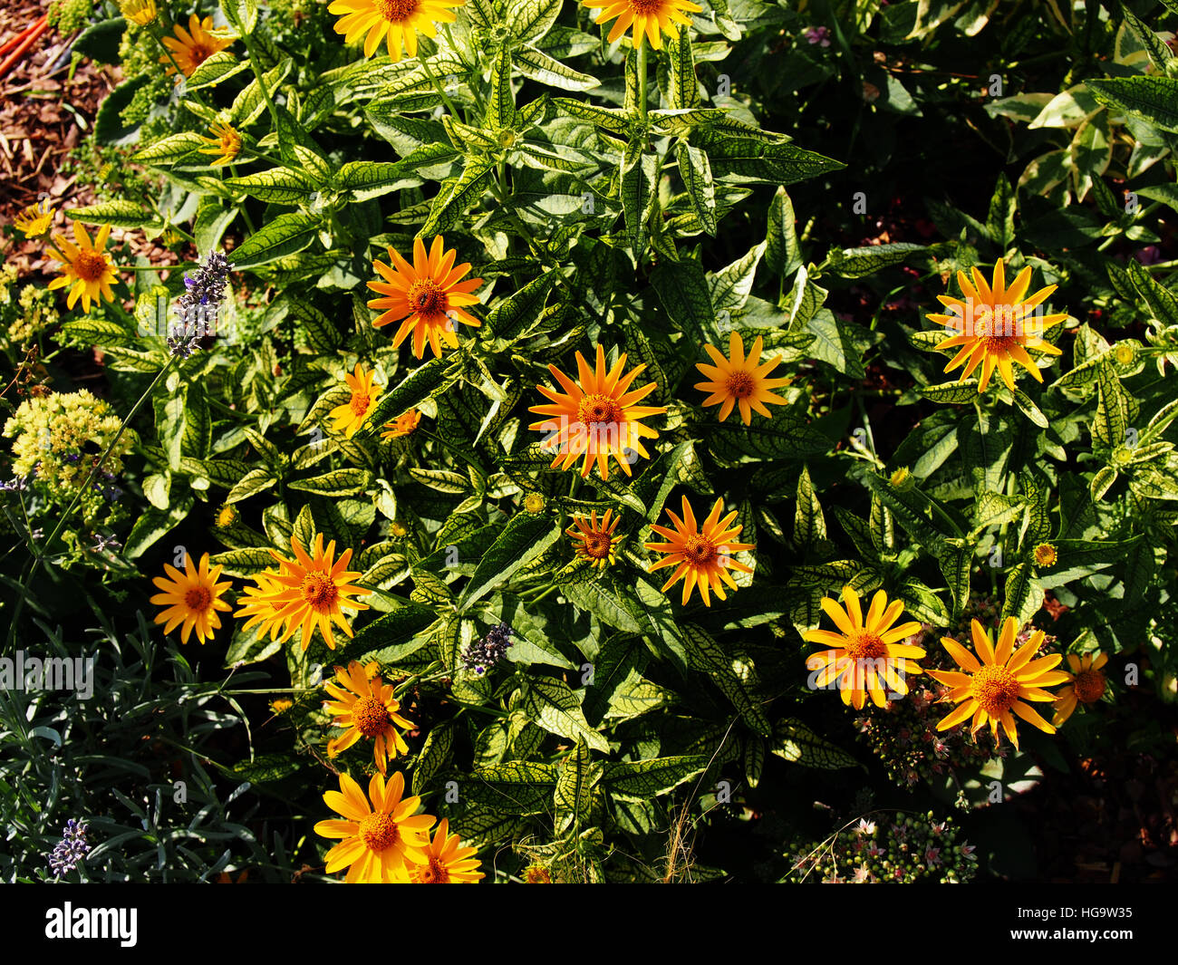 Variegated leaves and yellow flowers - False sunflower, rough oxeye ...