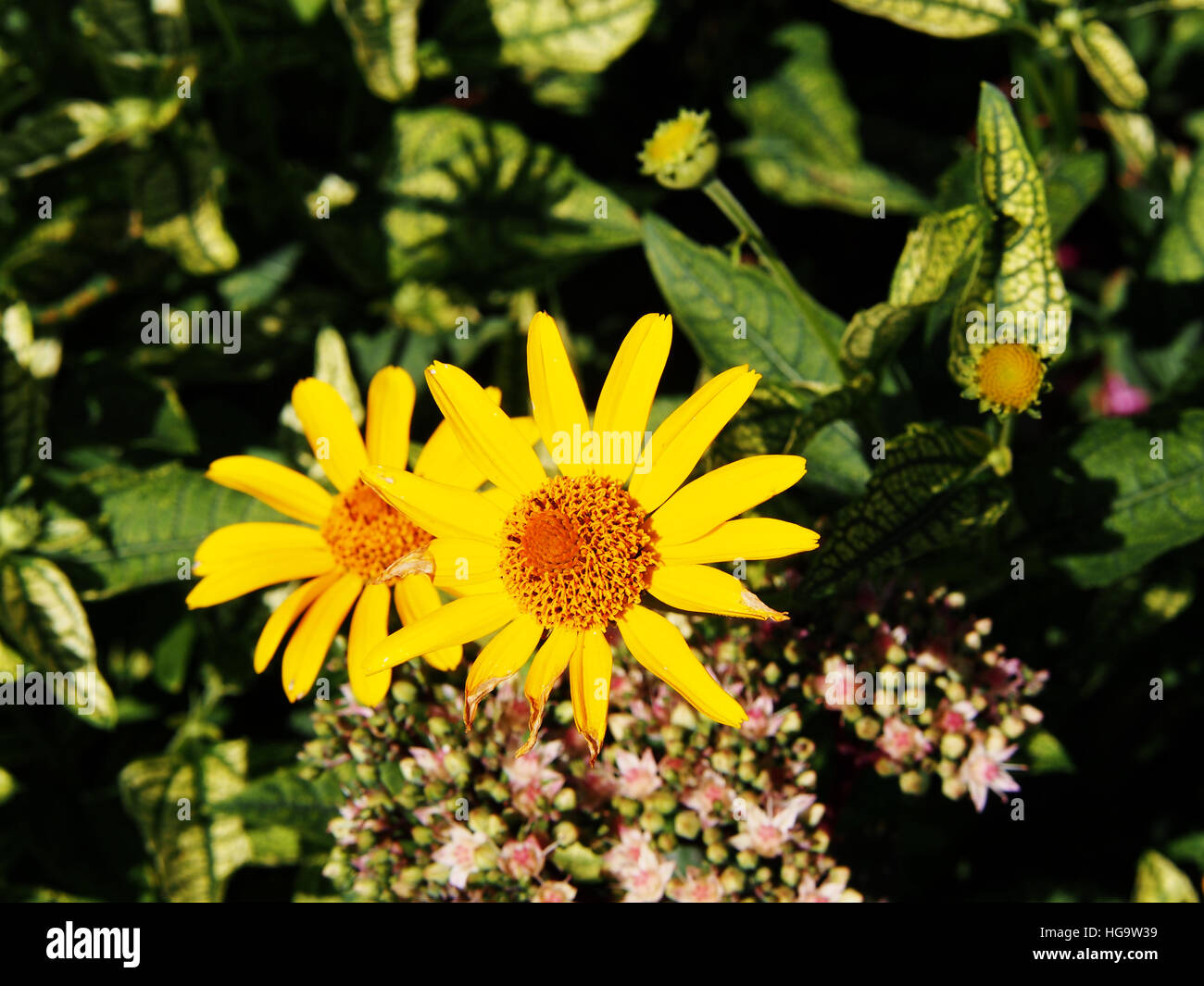 Variegated leaves and yellow flowers - False sunflower, rough oxeye ...