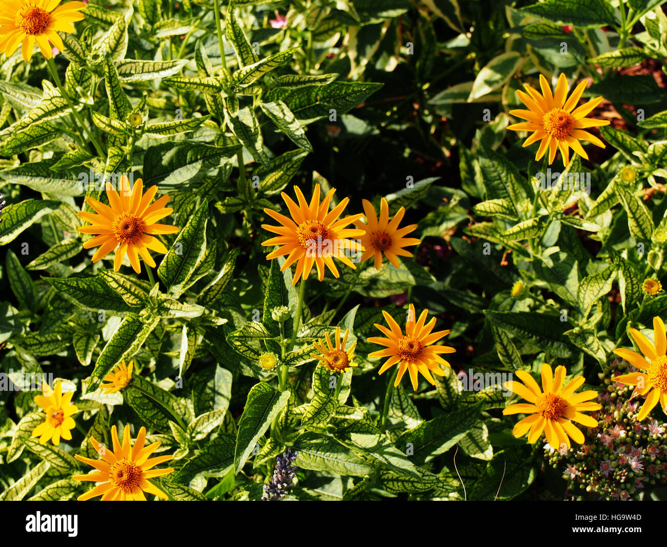 Variegated leaves and yellow flowers - False sunflower, rough oxeye ...