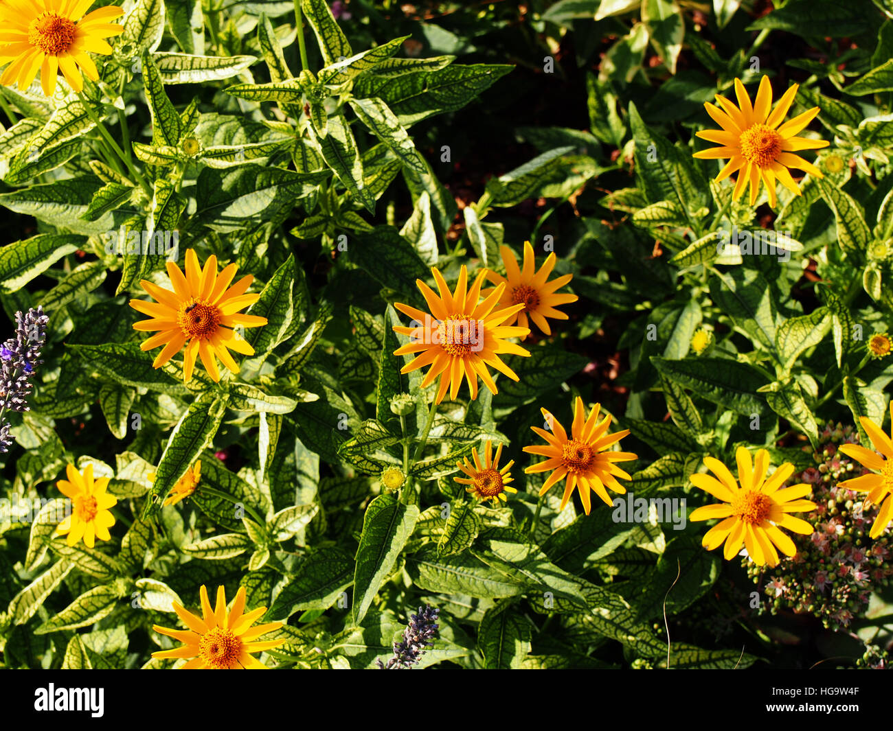 Variegated leaves and yellow flowers - False sunflower, rough oxeye ...