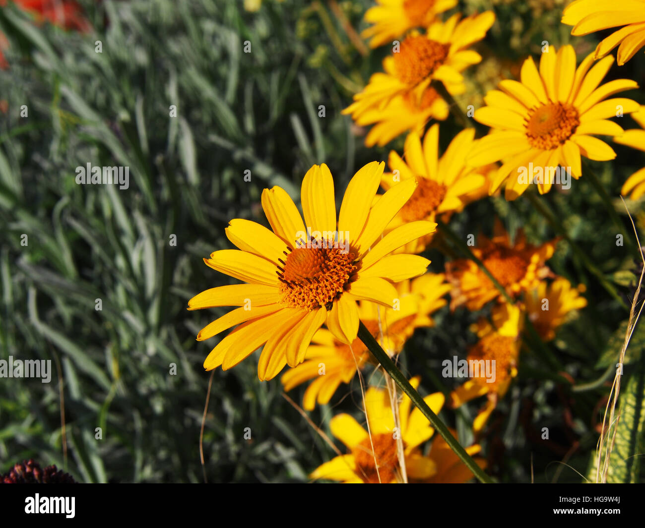 False sunflower, rough oxeye - Heliopsis helianthoides Stock Photo - Alamy