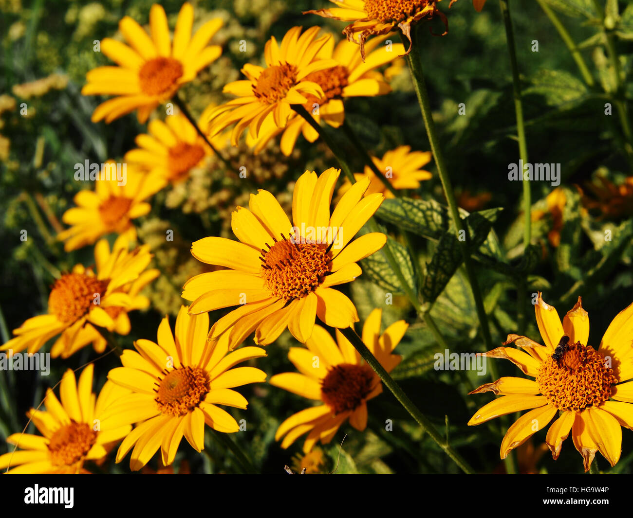 False sunflower, rough oxeye - Heliopsis helianthoides Stock Photo - Alamy