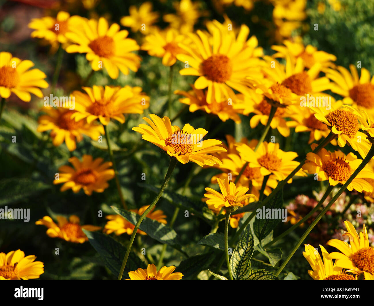 False sunflower, rough oxeye - Heliopsis helianthoides Stock Photo - Alamy
