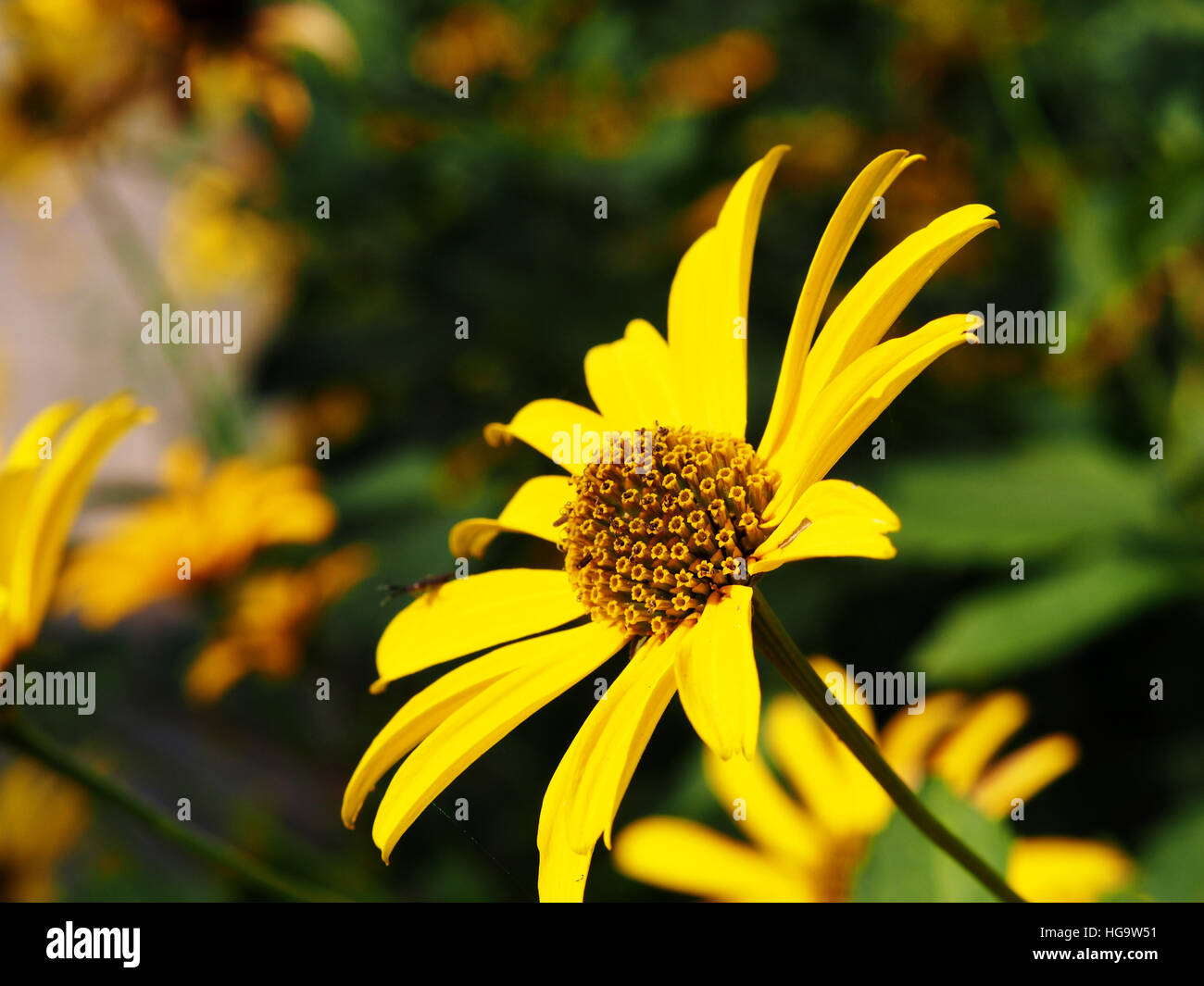 False sunflower, rough oxeye - Heliopsis helianthoides Stock Photo - Alamy
