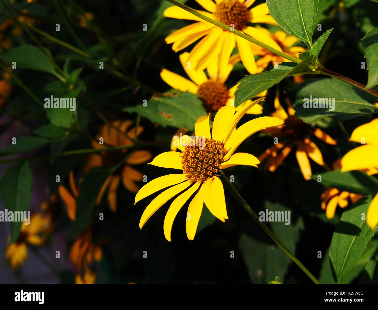 False sunflower, rough oxeye - Heliopsis helianthoides Stock Photo - Alamy