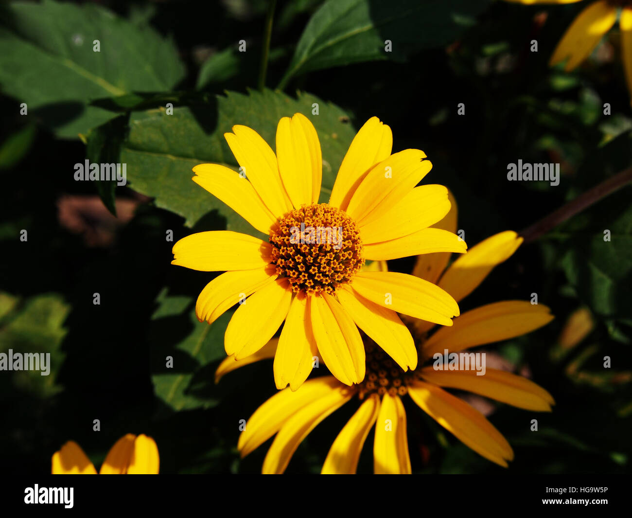 False sunflower, rough oxeye - Heliopsis helianthoides Stock Photo - Alamy