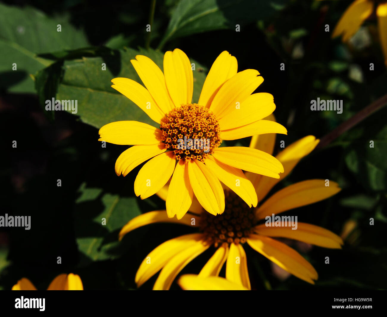 False sunflower, rough oxeye - Heliopsis helianthoides Stock Photo - Alamy