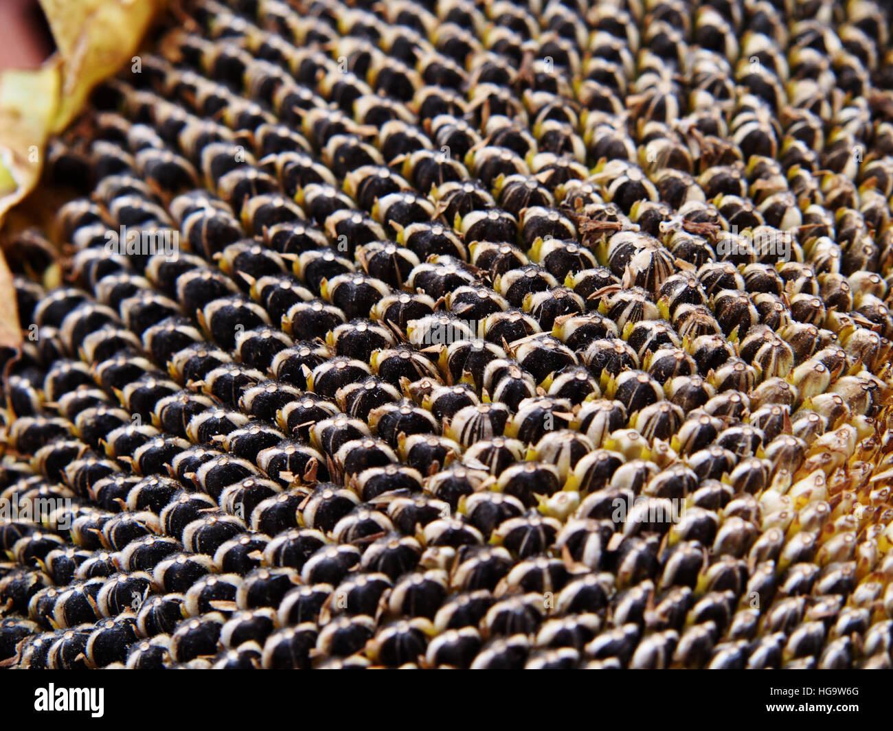 Helianthus seeds hi-res stock photography and images - Alamy