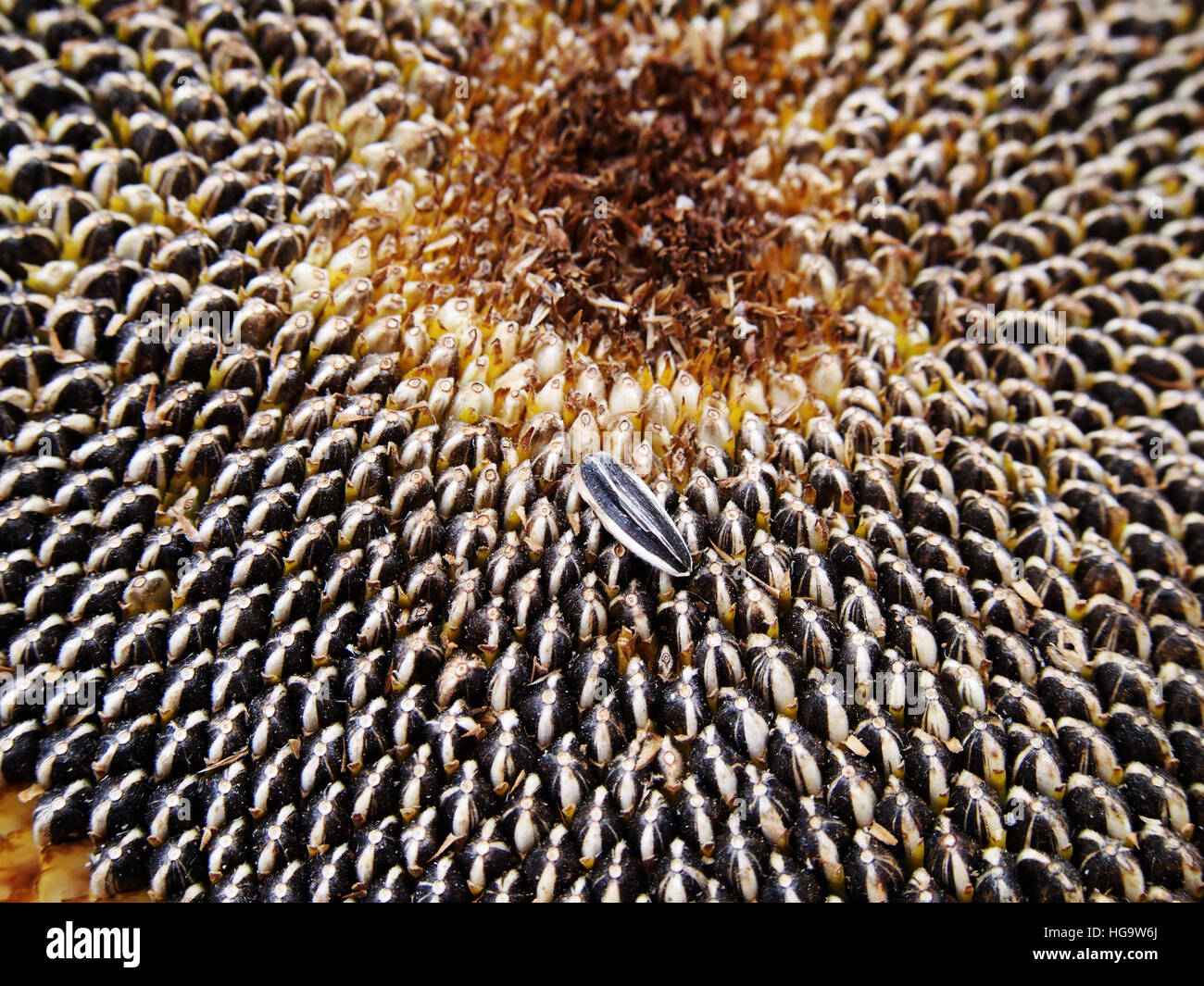 Close up of Sunflower (Helianthus) seeds Stock Photo - Alamy