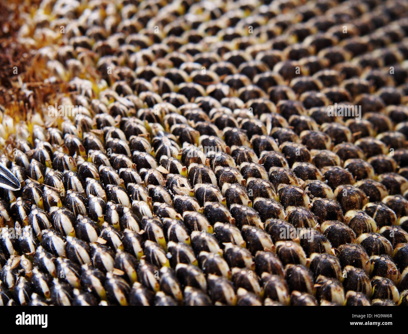 Close up of Sunflower (Helianthus) seeds Stock Photo - Alamy