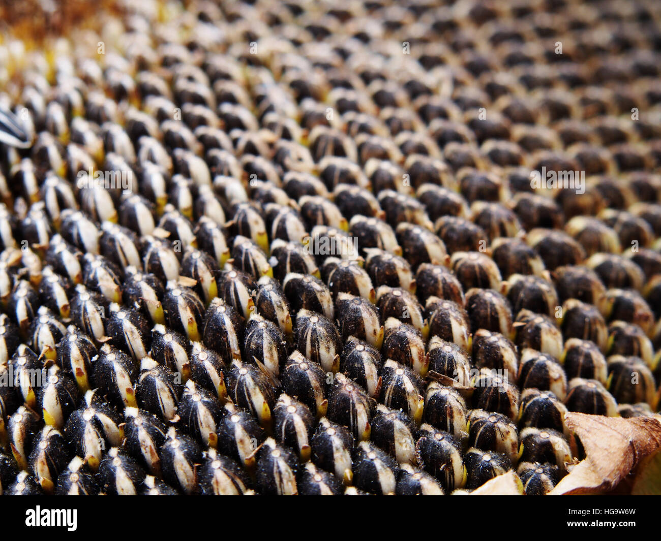 Close up of Sunflower (Helianthus) seeds Stock Photo - Alamy