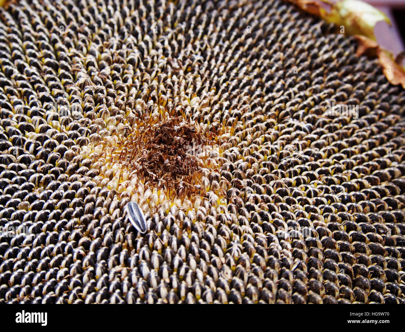 Close up of Sunflower (Helianthus) seeds Stock Photo - Alamy