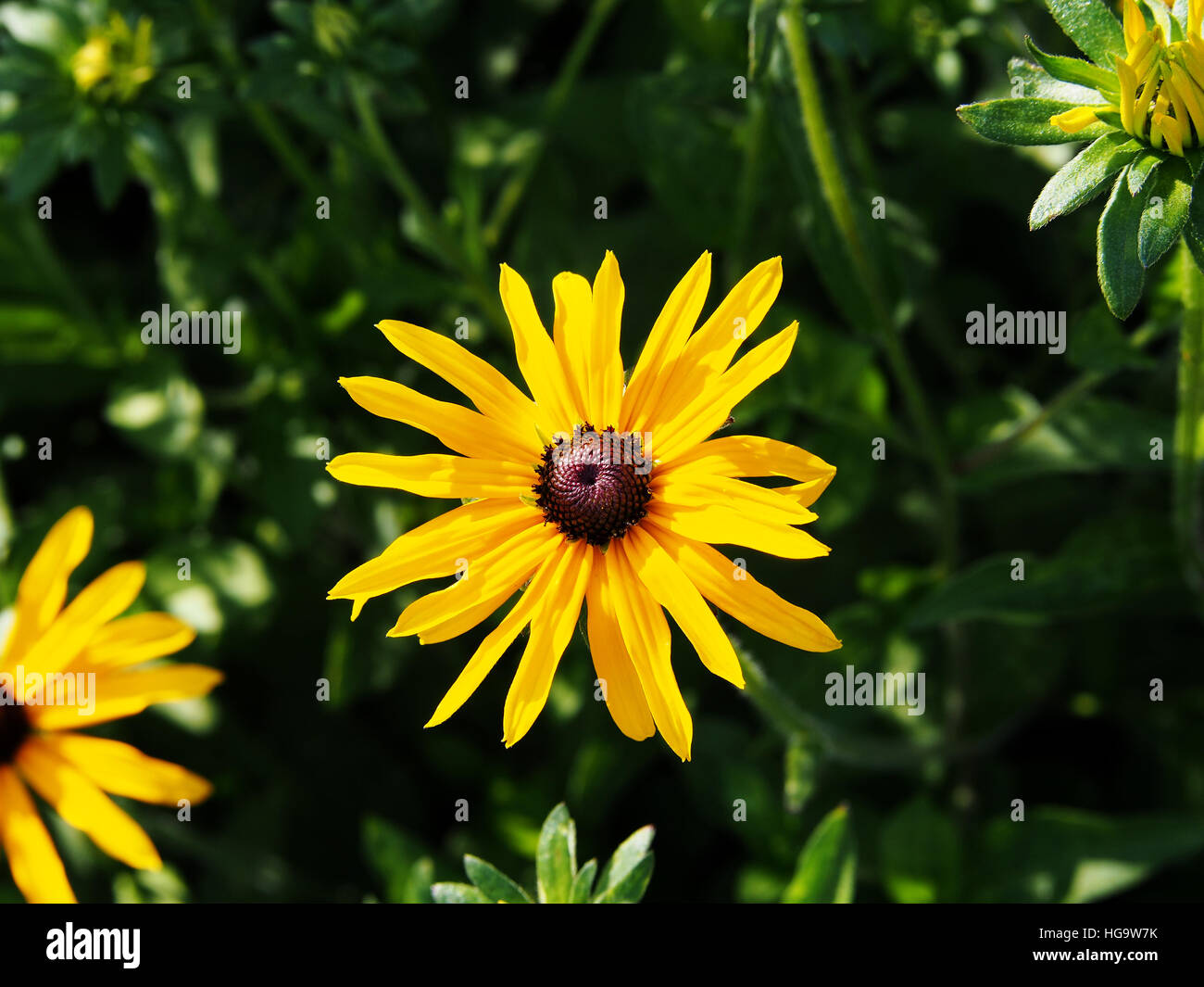 Rudbeckia fulgida hi-res stock photography and images - Alamy