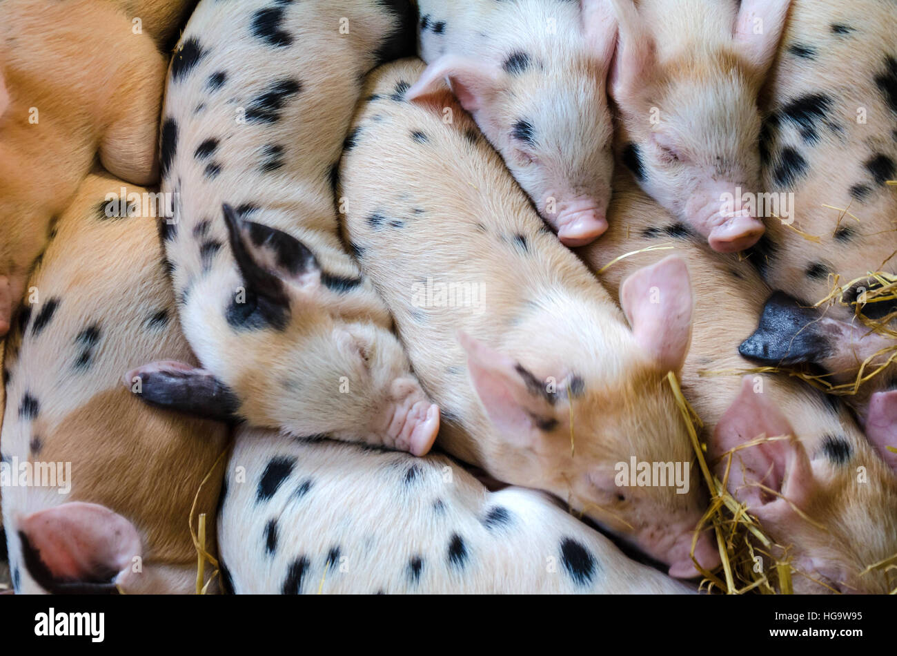 Gloucester old spot pig hi-res stock photography and images - Alamy