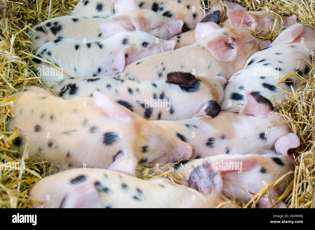 Gloucester old spots pig hi-res stock photography and images - Alamy