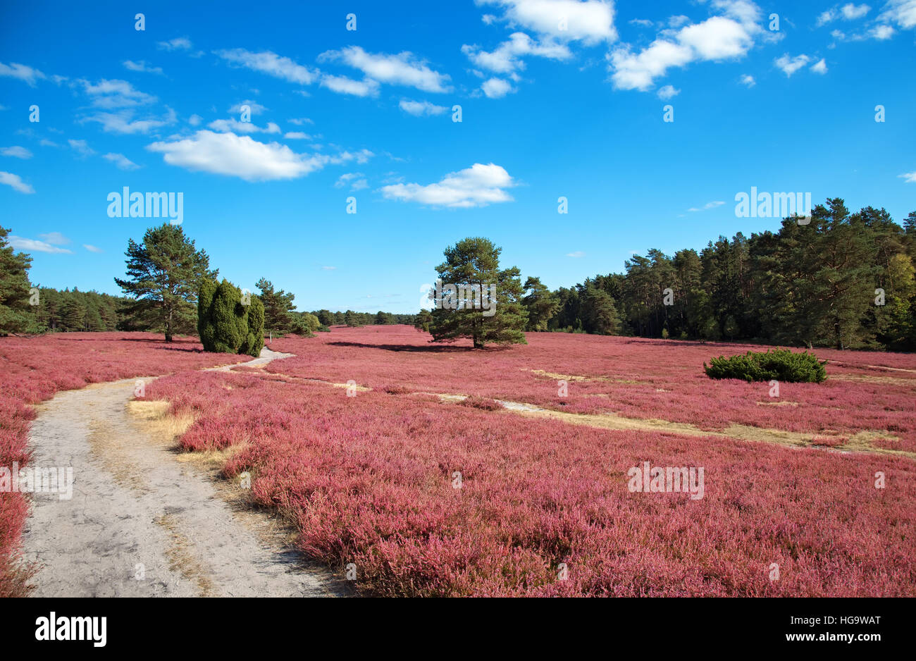 pink heather landscape with a blue sky Stock Photo - Alamy