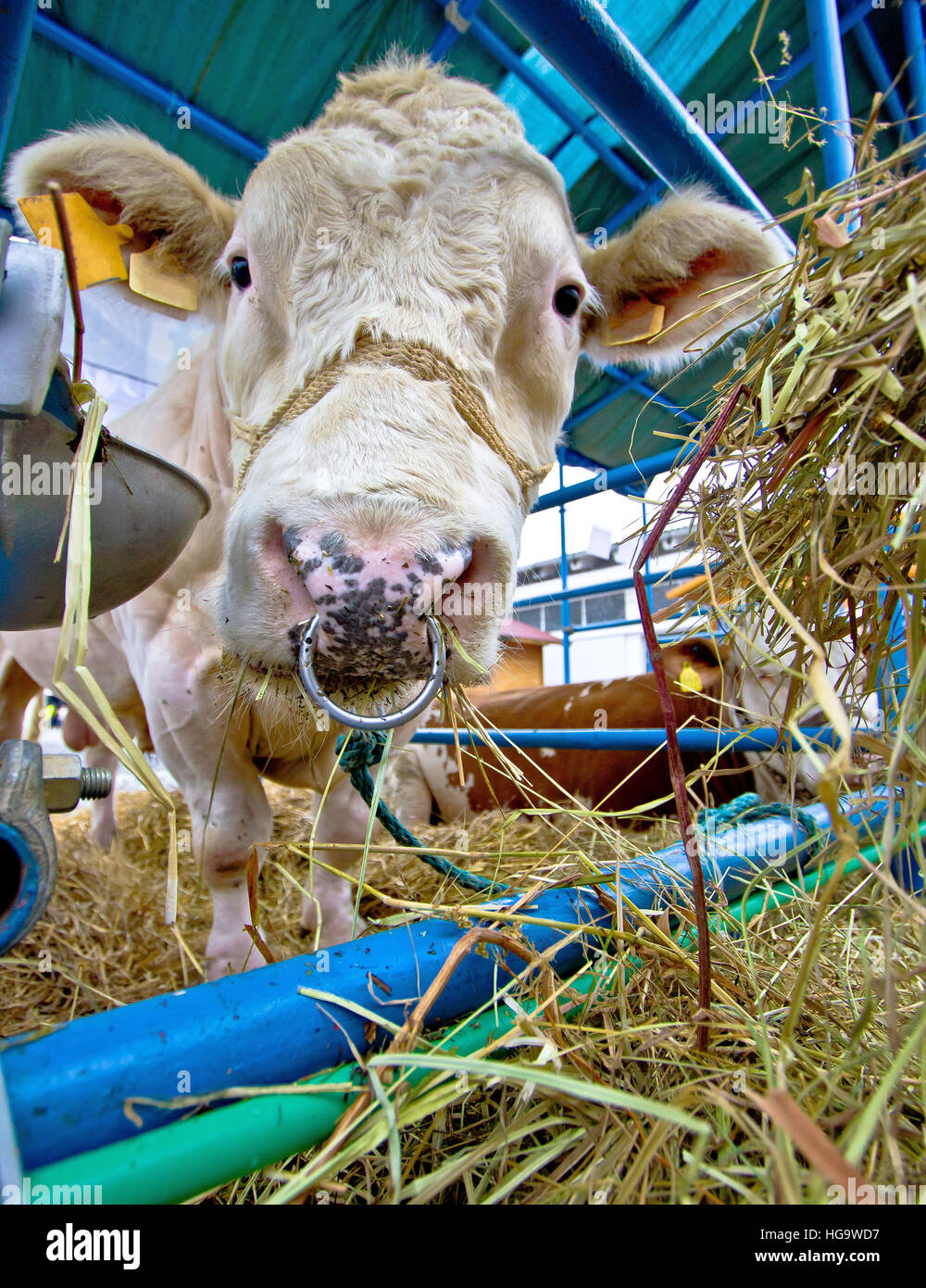 Simmental stud bull in barn front portrait view Stock Photo - Alamy