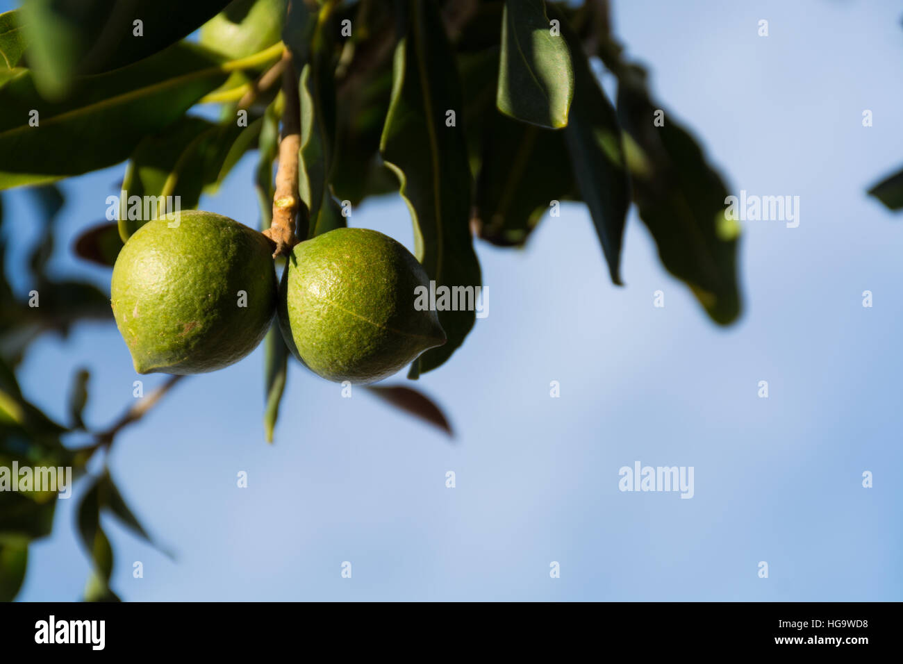 Macadamia nuts on the evergreen tree, macadamia plantation - expensive ...