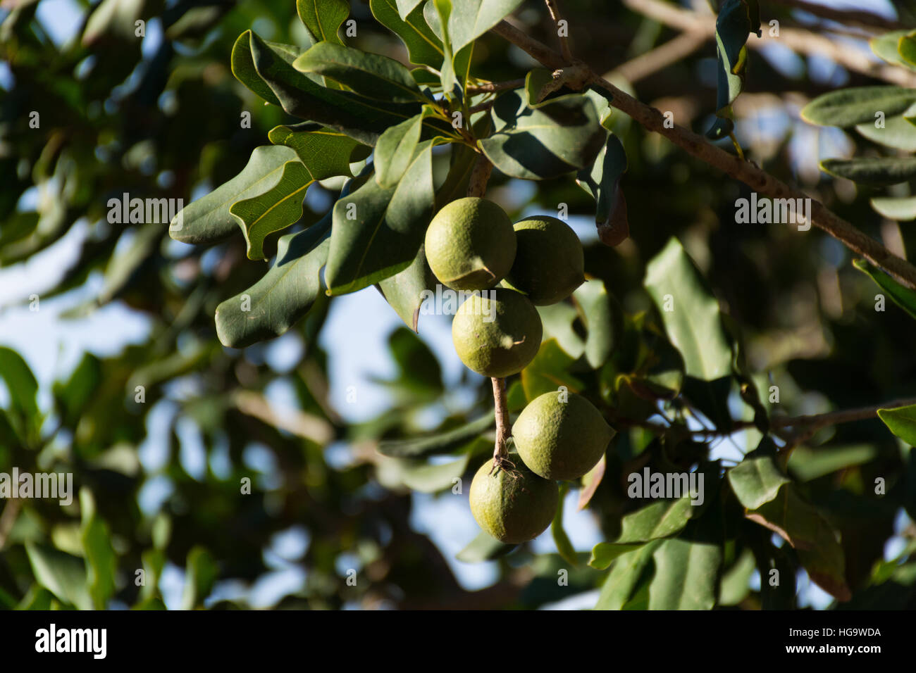 Macadamia nuts on the evergreen tree, macadamia plantation - expensive ...