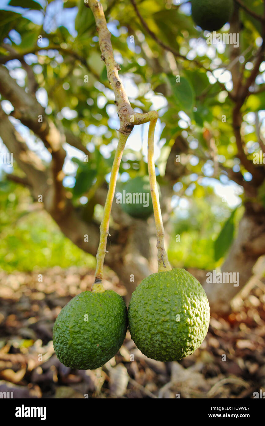 Green ripe avocado on the tree, avocado plantation - healthy food Stock ...