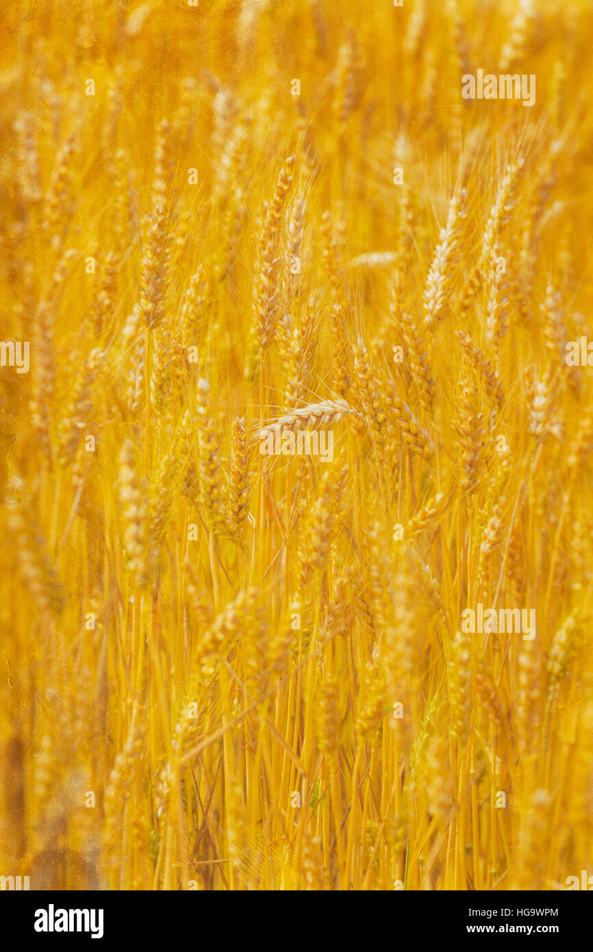 Grain stalks hi-res stock photography and images - Alamy
