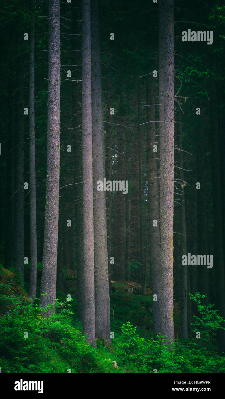 Forest, northern Italy Stock Photo - Alamy