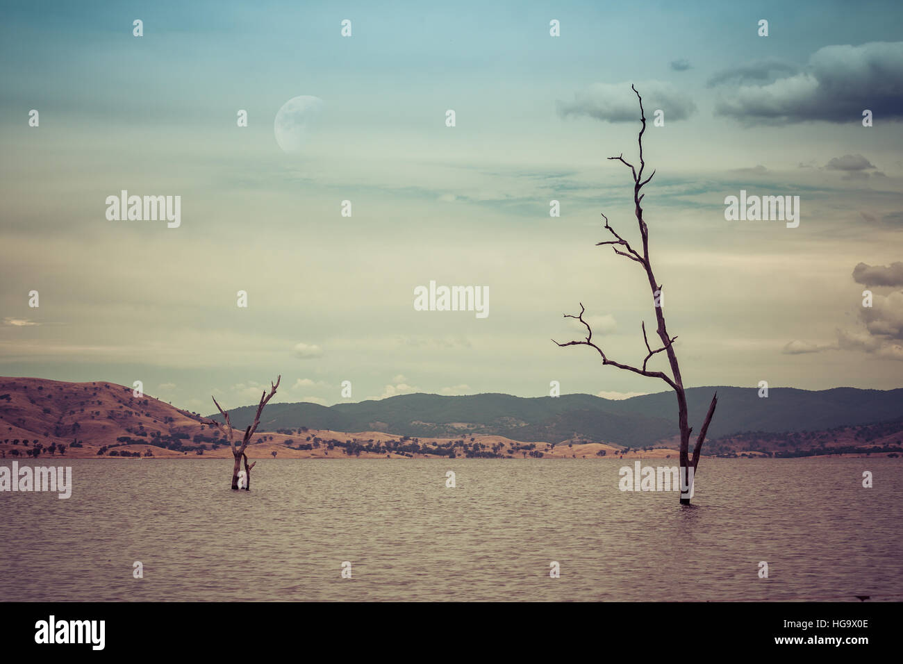 Barren trees growing out of lake water. Apocalyptic alien landscape ...