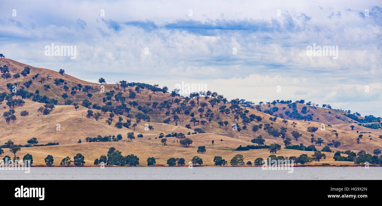 Australian countryside panorama. Yellow hills with scattered trees on ...